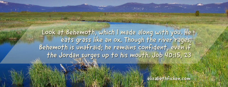 Job 40:15-24 – Behold Behemoth! | Study the Bible with me!